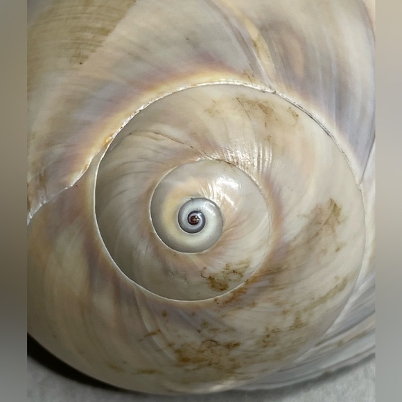 Accents | Sharks Eye Neverita Large Shell Vtg Specimen Found During ...